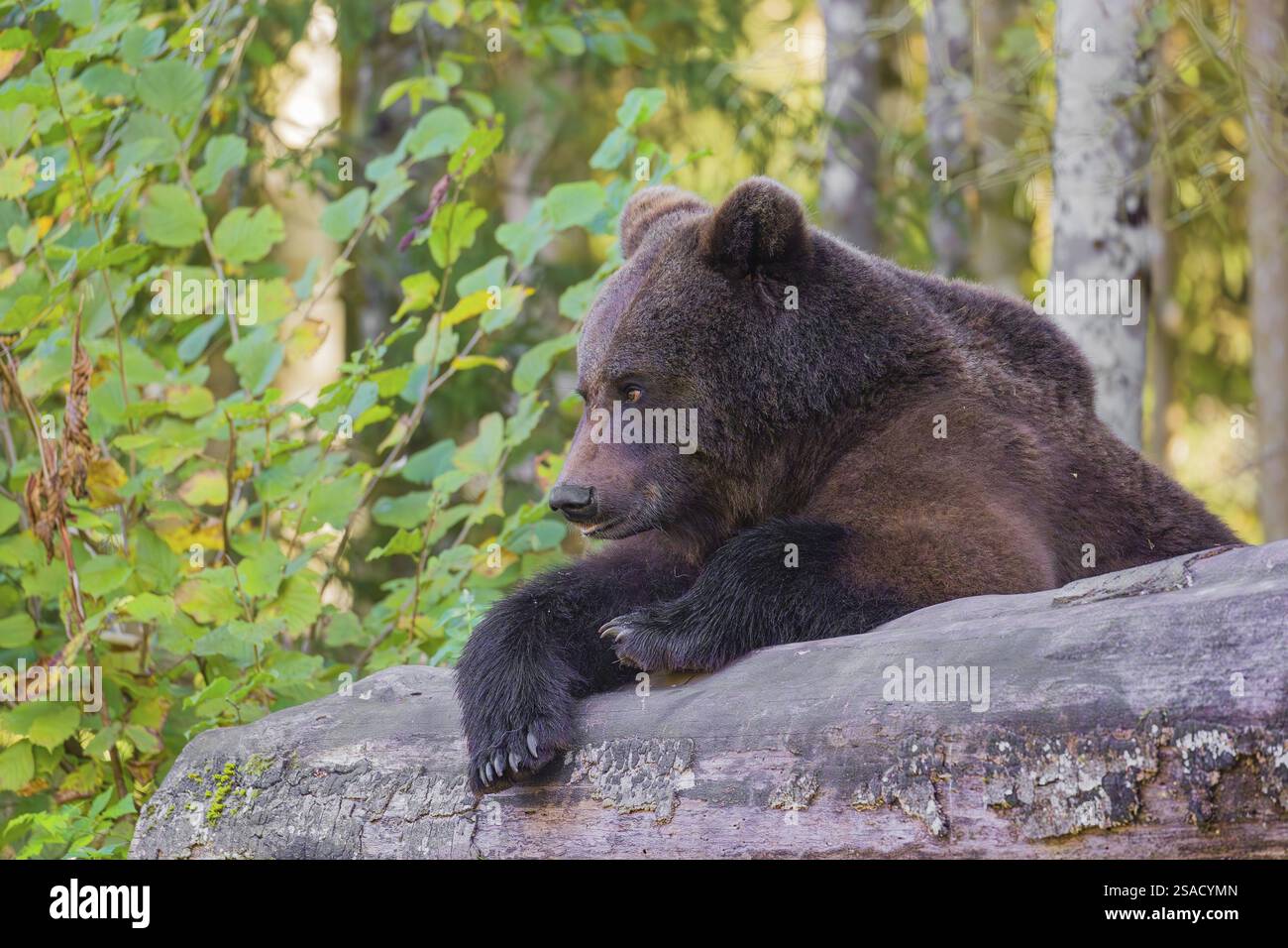 A young male Eurasian brown bear (Ursus arctos arctos) rests on a ...