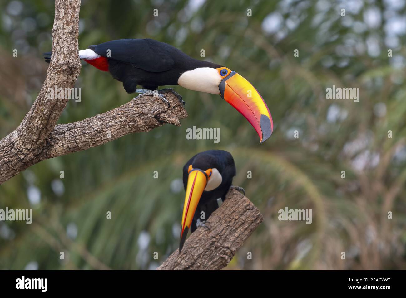 Giant toucan (Ramphastos toco), Pantanal, inland, wetland, UNESCO ...