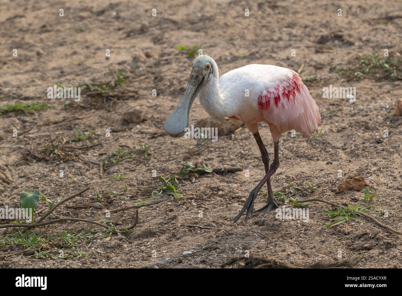 Roseate spoonbill (Ajaia ajaja), Pantanal, inland, wetland, UNESCO ...