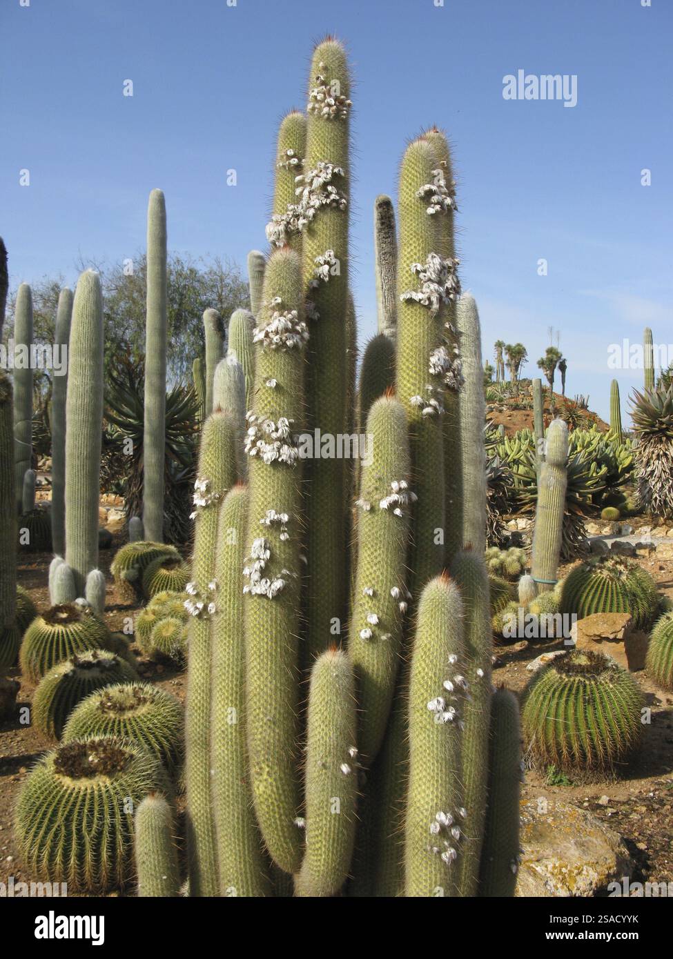 Species cacti hi-res stock photography and images - Alamy
