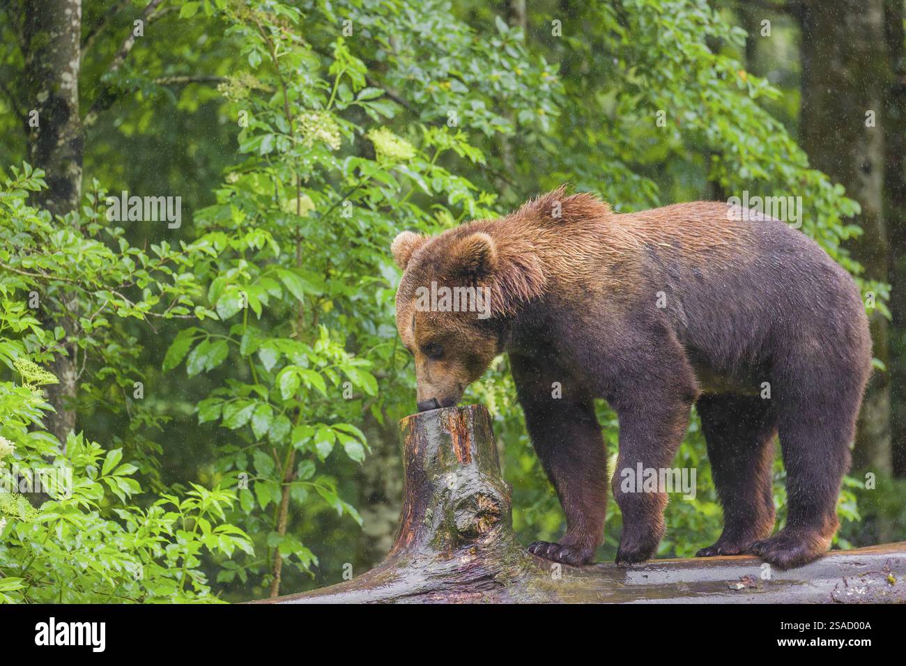 A young male Eurasian brown bear (Ursus arctos arctos) walks on a ...