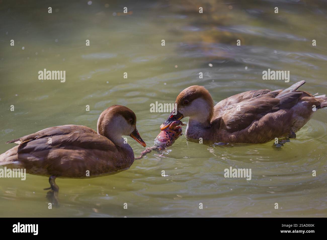 Two female red-crested pochards (Netta rufina) fight over a grass frog ...