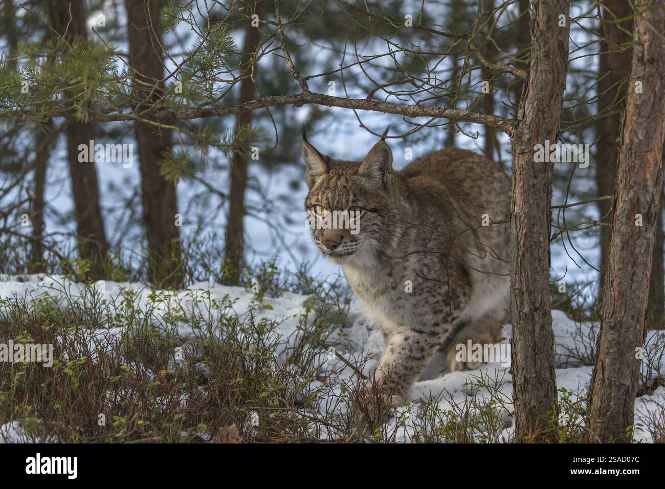 One young male Eurasian lynx, (Lynx lynx), standing on a snow covered ...