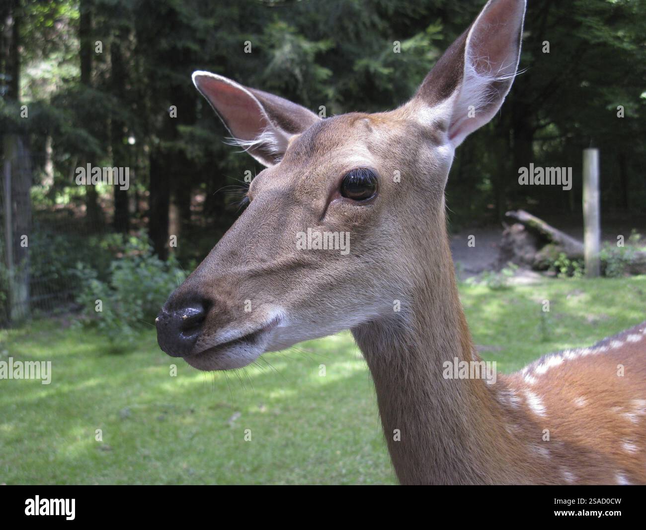 Animal 1 hi-res stock photography and images - Alamy