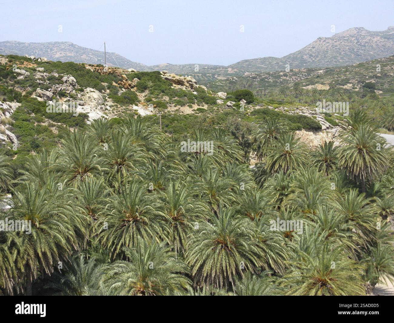 Palm trees in Vai Stock Photo - Alamy