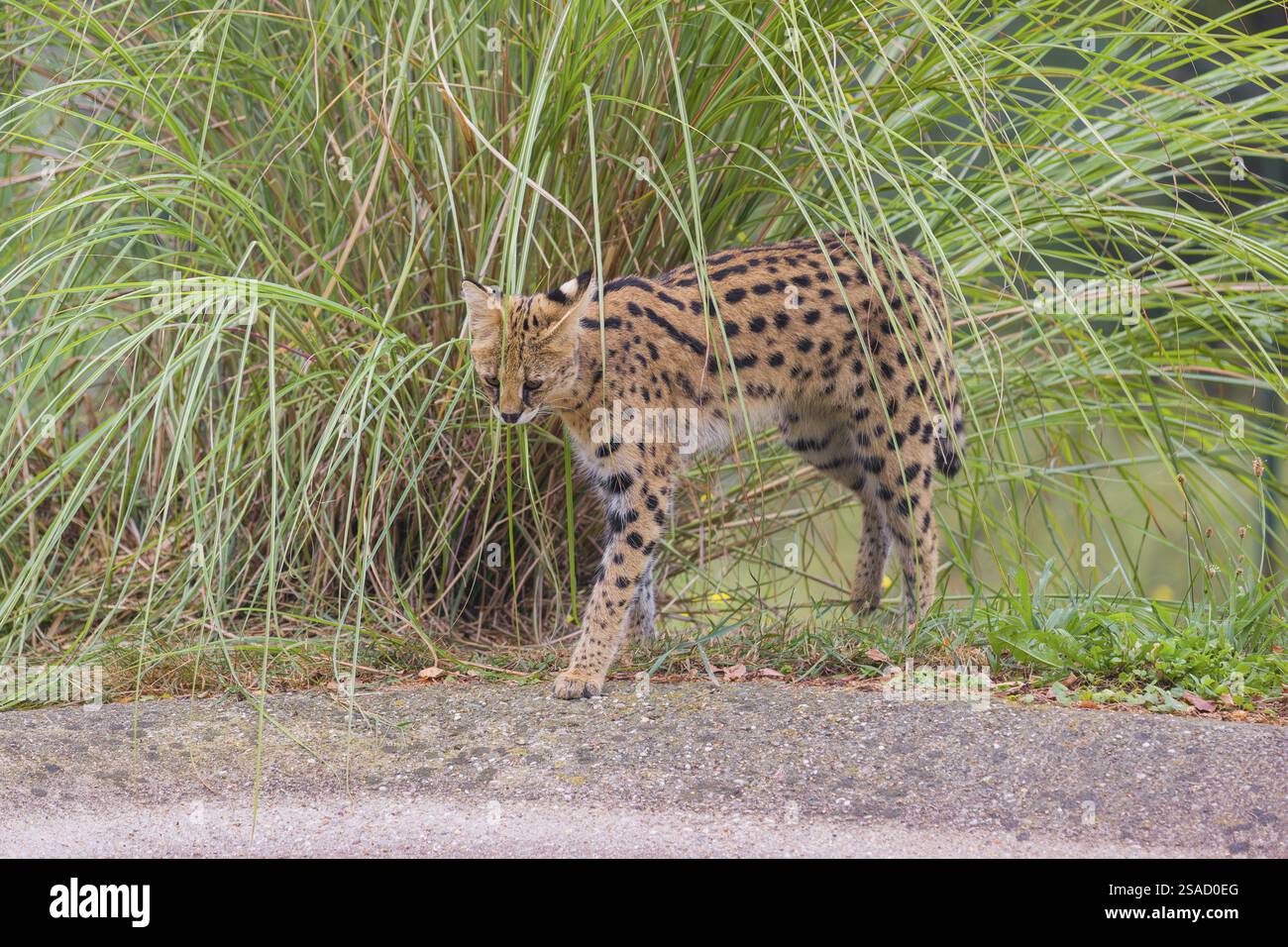 A serval, Leptailurus serval, stands in front of a bush of tall green ...