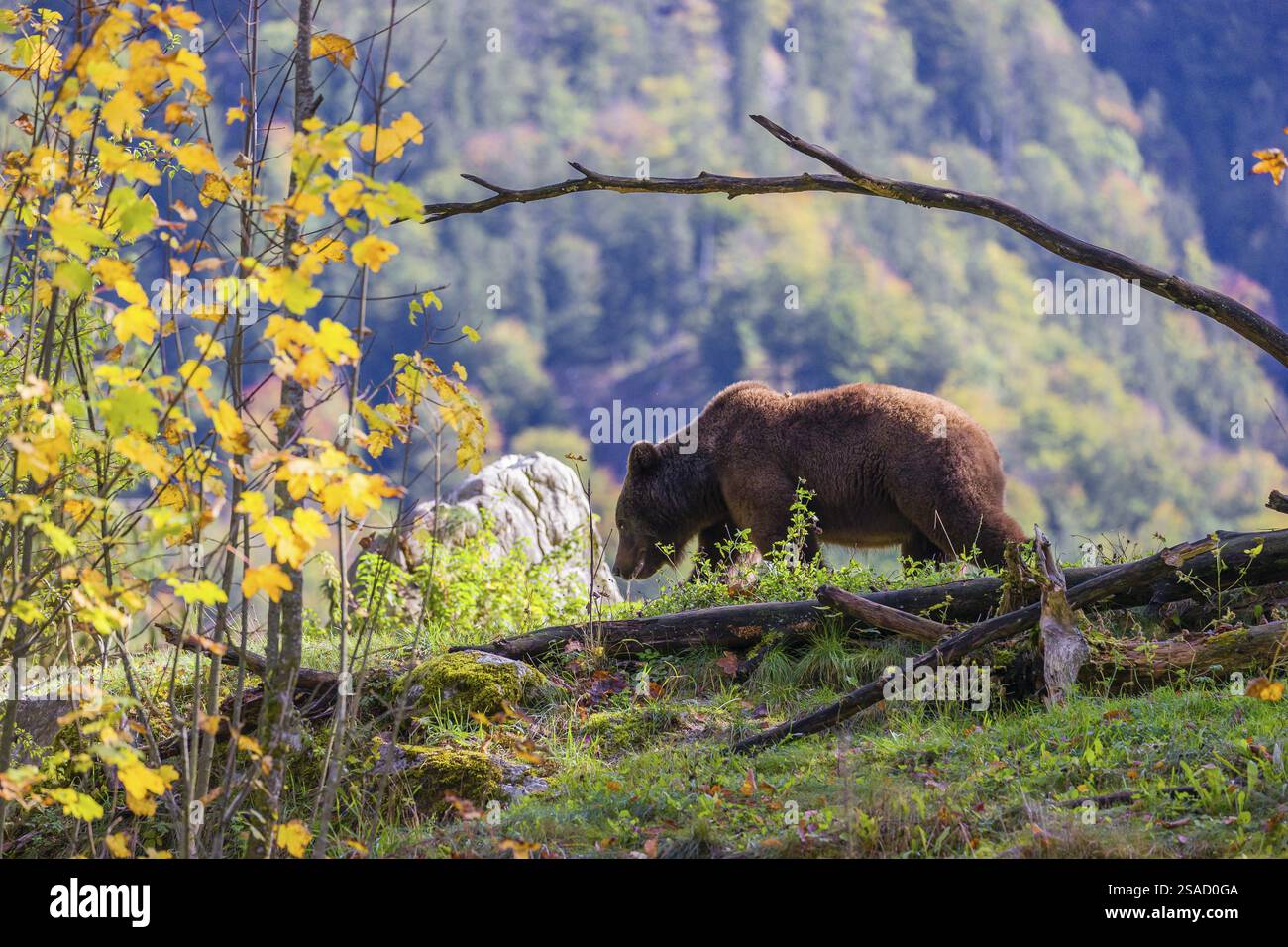 An adult female brown bear (Ursus arctos arctos) walks along a rim on ...