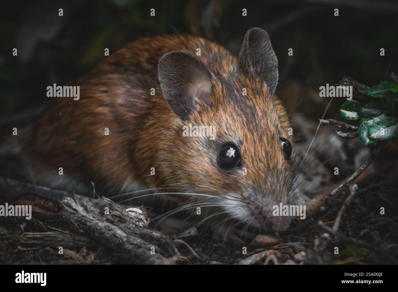 Mouse in the forest Stock Photo - Alamy