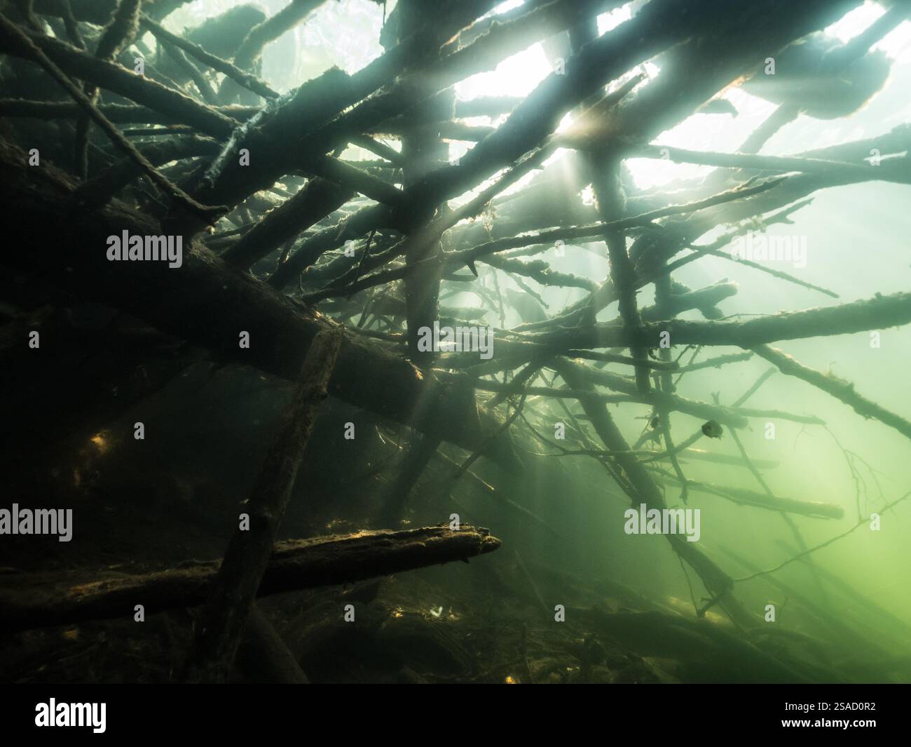 Underwater view of forsaken nutrition raft of wood by an old beaver's ...
