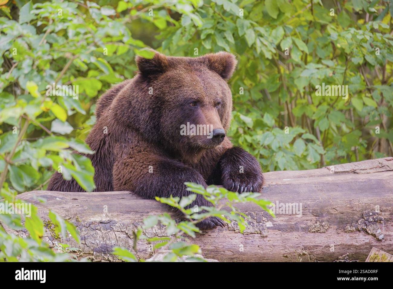 A young male Eurasian brown bear (Ursus arctos arctos) rests on a ...