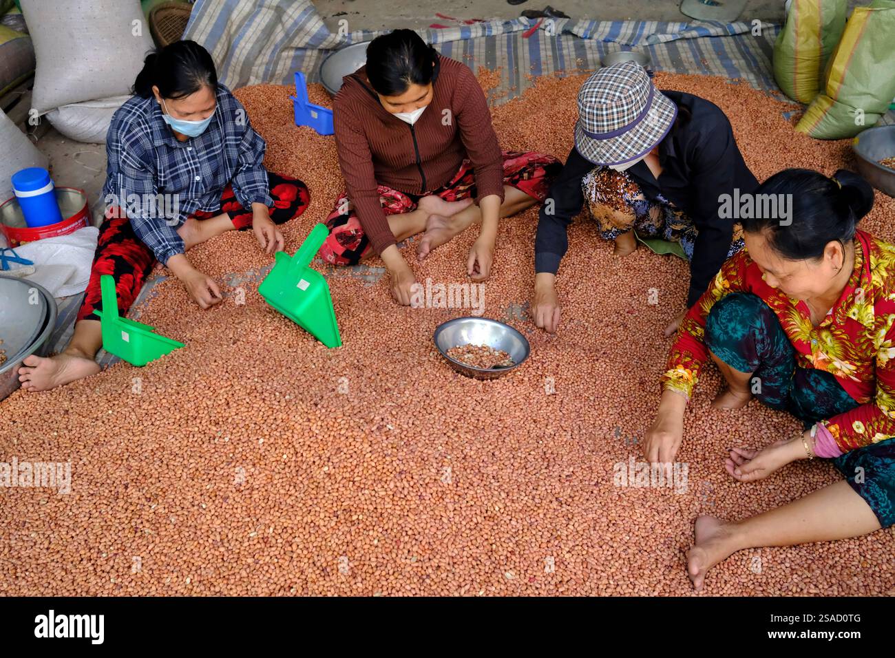 Peanut production factory. Workers sorting peanuts by size and quality ...