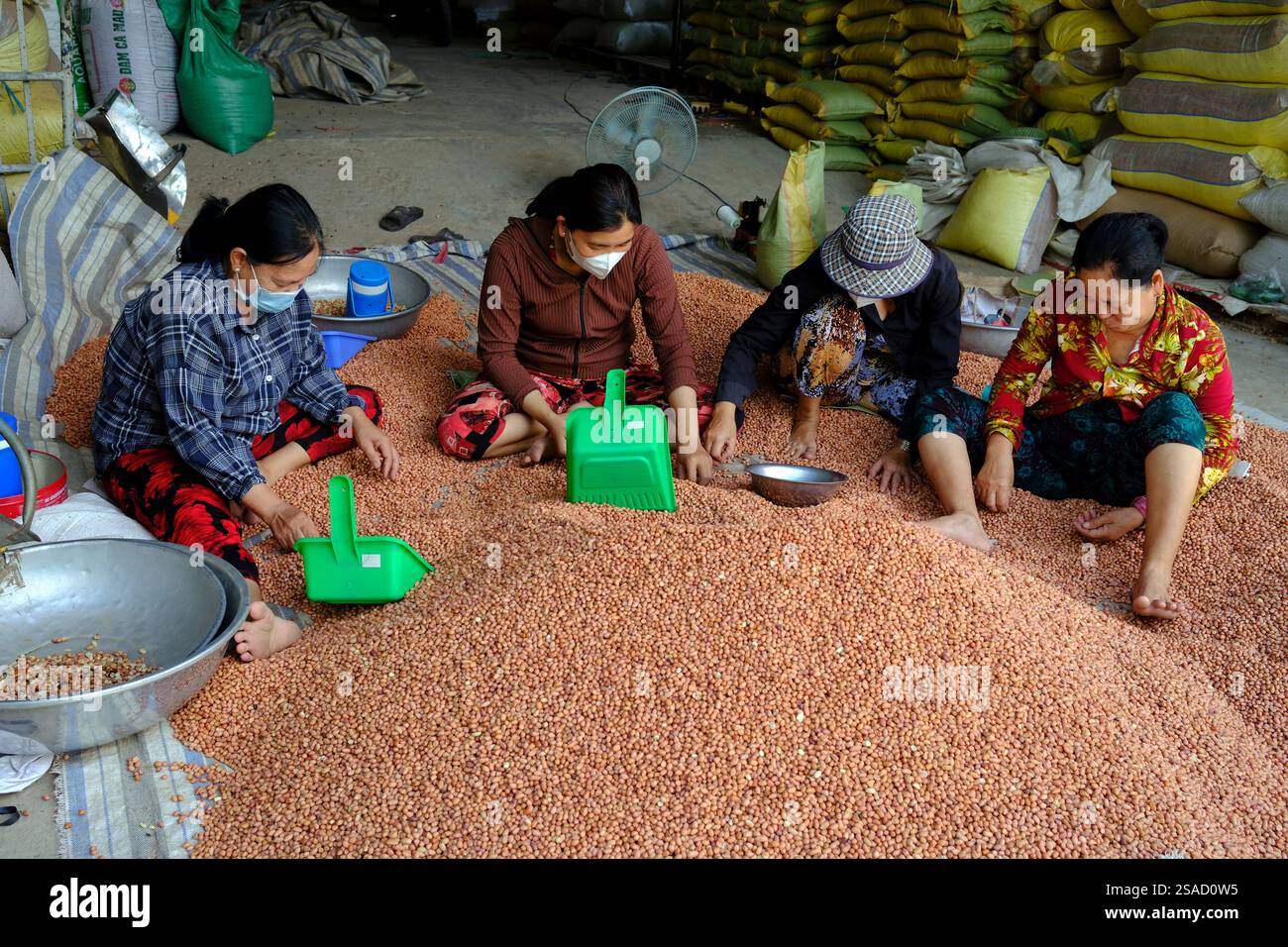Peanut production factory. Workers sorting peanuts by size and quality ...
