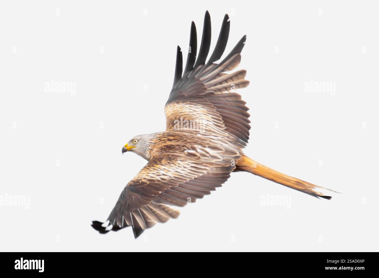 Flying red kite Stock Photo - Alamy