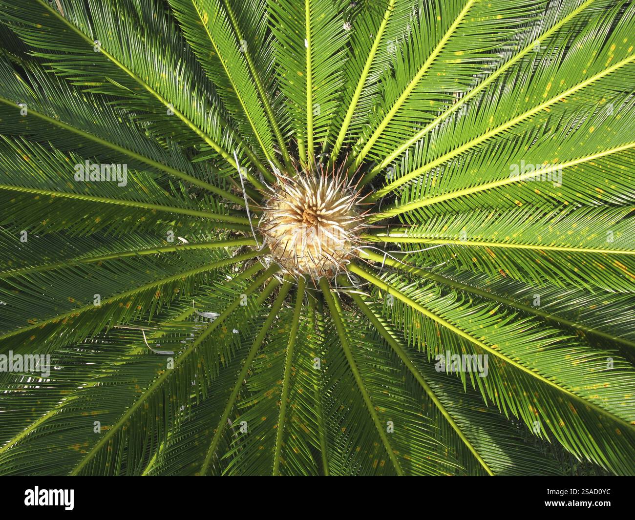 Cycas revoluta sotetsu sago hi-res stock photography and images - Alamy