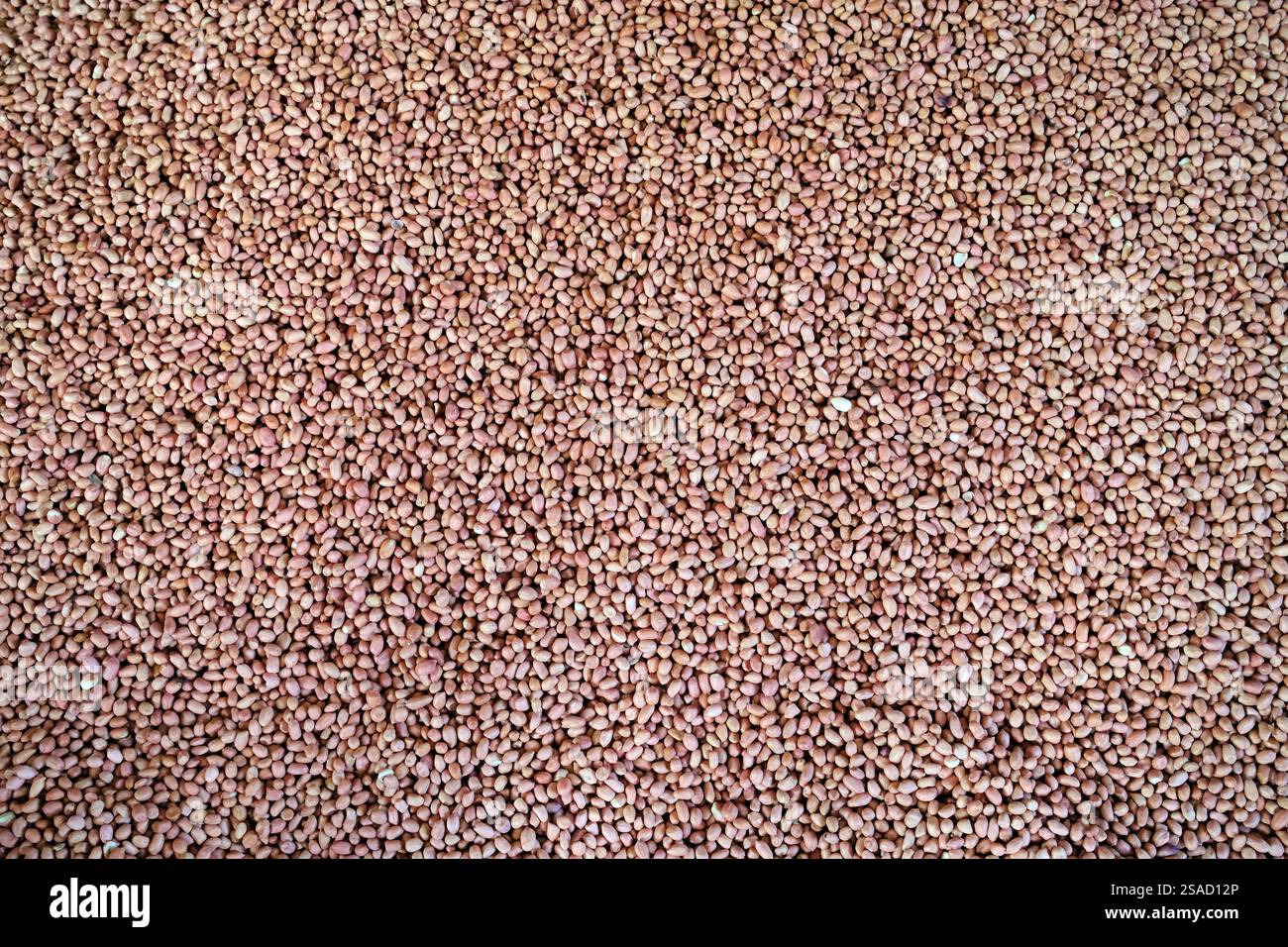 Peanut production factory. Sorting and packaging of peanuts. Tan Chau ...