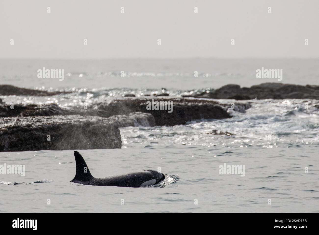 A lone killer whale swims close to the shores of Kaikoura searching for ...