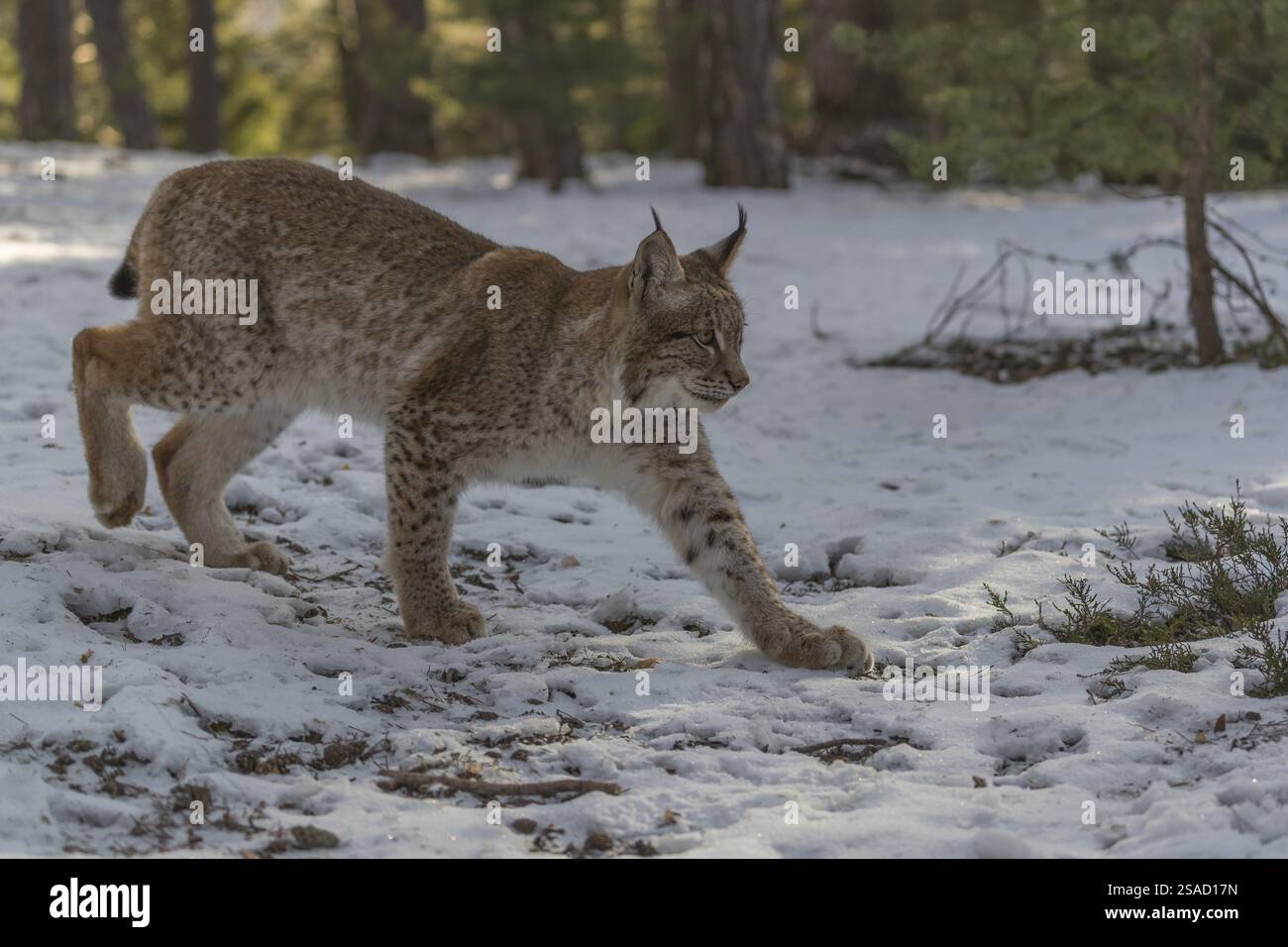 One young male Eurasian lynx, (Lynx lynx), walking over a snow covered ...