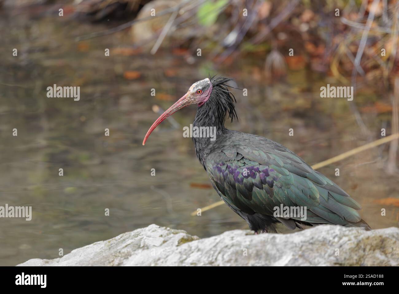 A Northern Bald Ibis (Geronticus eremita) stands on a rock on the ...