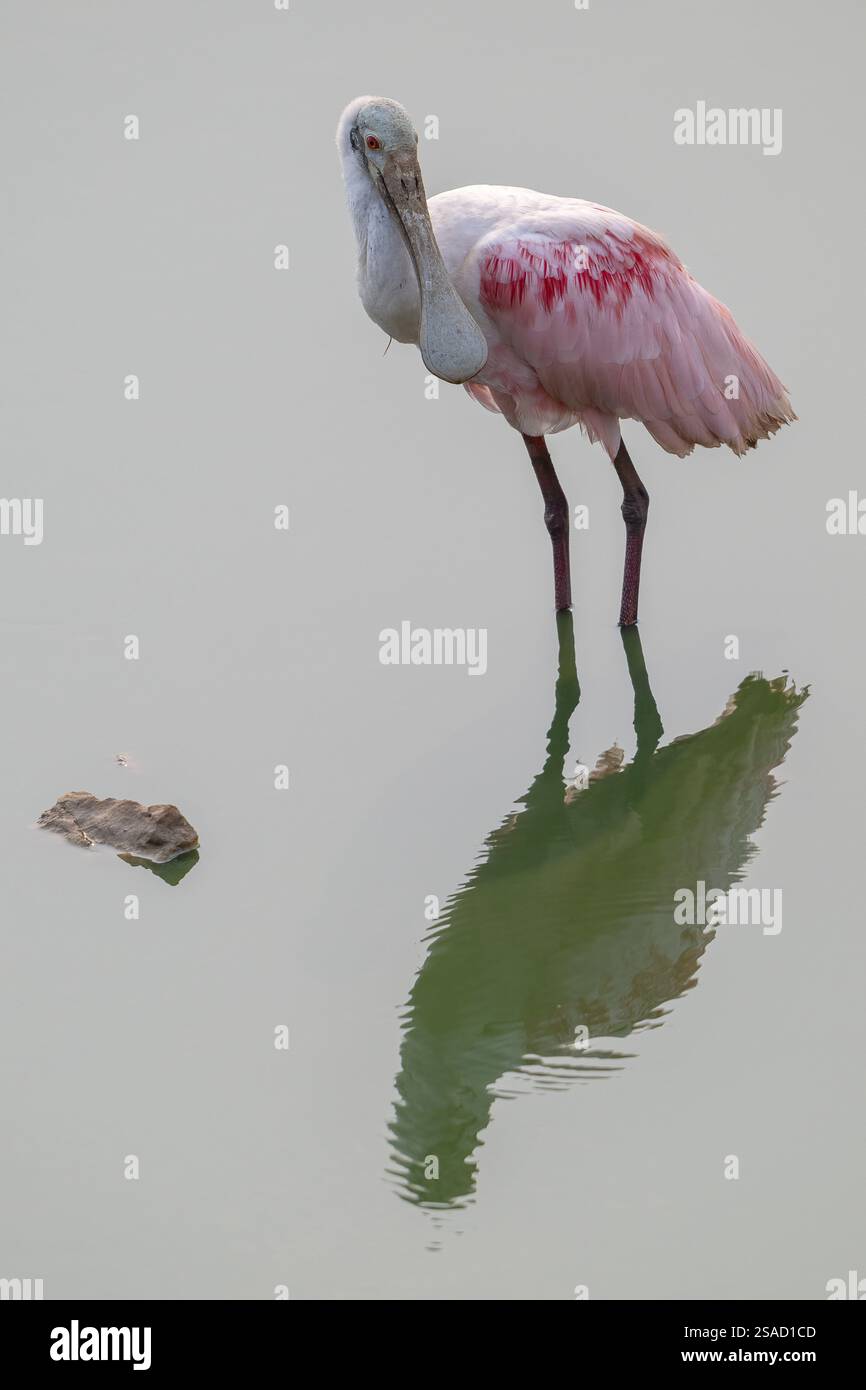 Roseate spoonbill (Ajaia ajaja), reflection, backlight, eye contact, Pantanal, inland, wetland ...