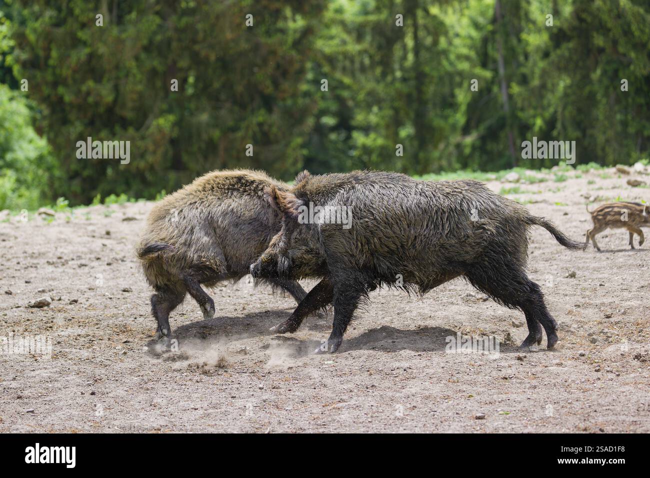Two young wild boar or wild pig (Sus scrofa) fight on a clearing Stock ...