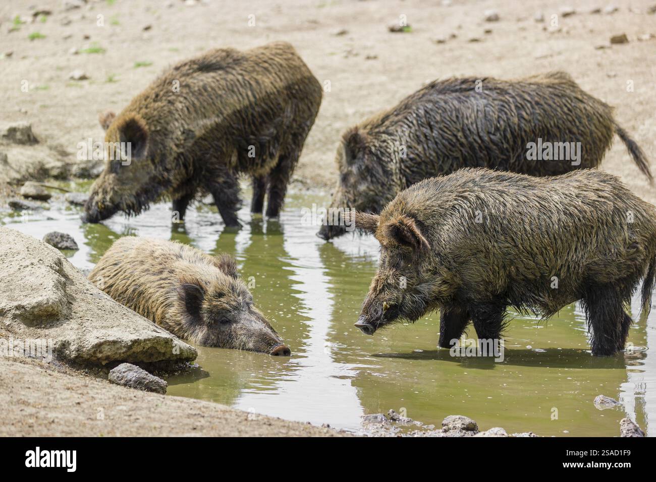 A wild boar (Sus scrofa) takes a mud bath in a small pond. Three others ...
