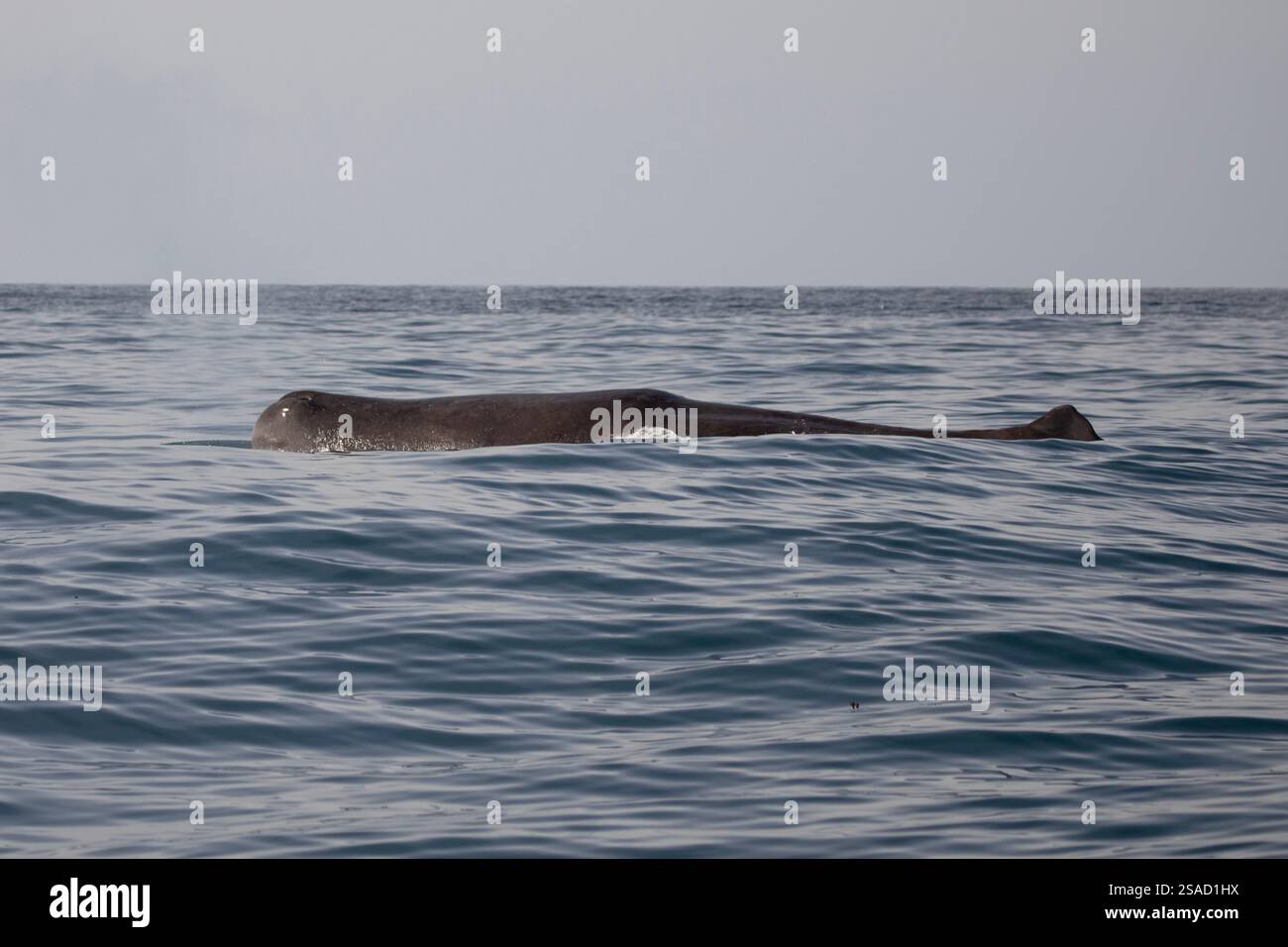 The spout and dorsal fin of a sperm whale becomes visible just before ...