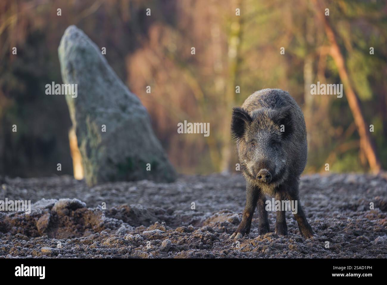 A wild boar or wild pig (Sus scrofa) stands on a frozen field looking ...