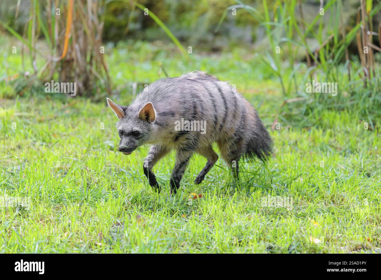 Aardwolf hi-res stock photography and images - Alamy