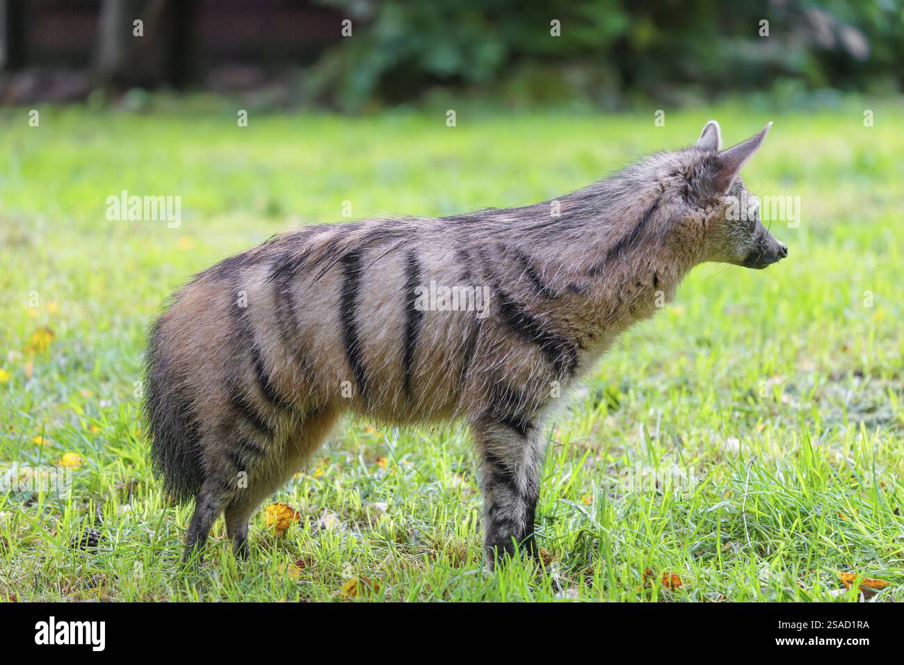 Aardwolf hi-res stock photography and images - Alamy