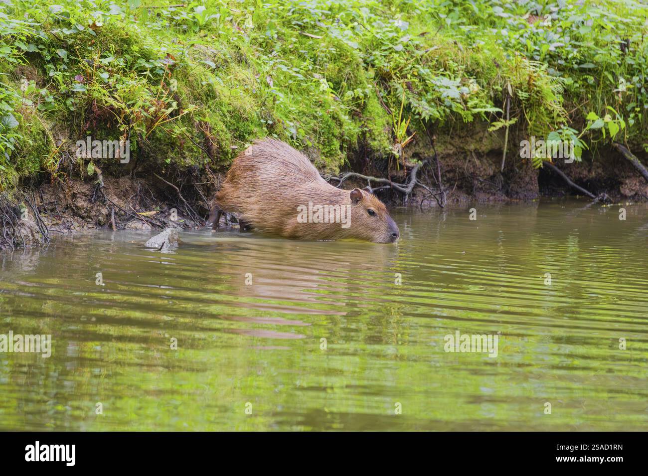 A (greater) capybara (Hydrochoerus hydrochaeris) enters the river Stock ...