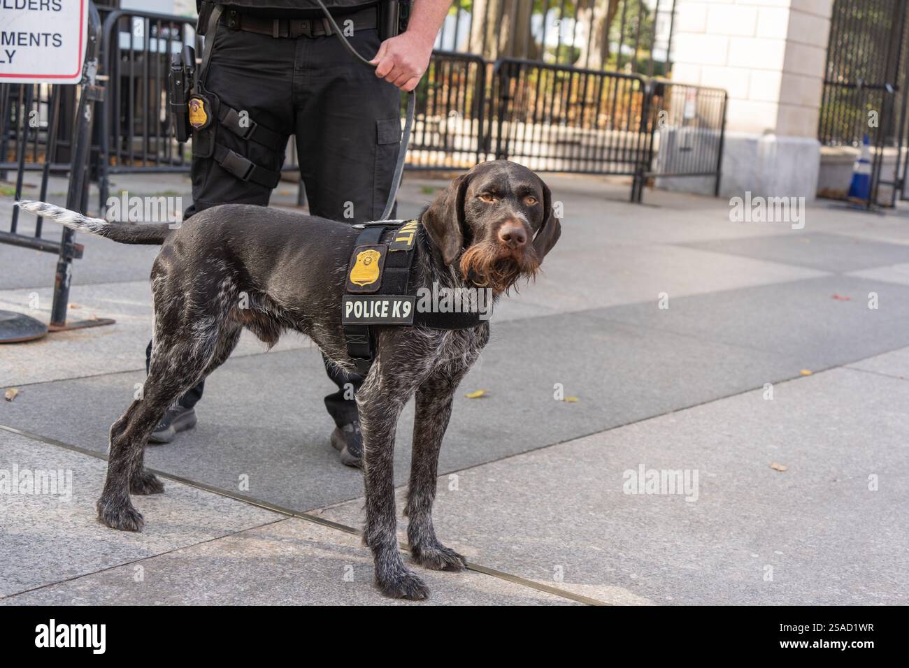 Washington DC - October 27, 2024: Secret Service Police K9 dog stands ...
