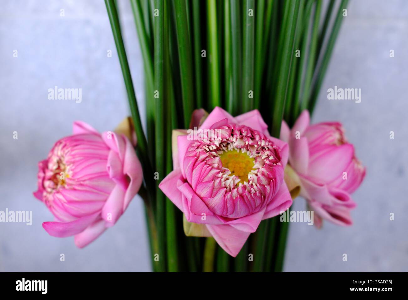 Lotus is compared to the cycle of birth, death and rebirth. Lotus ...