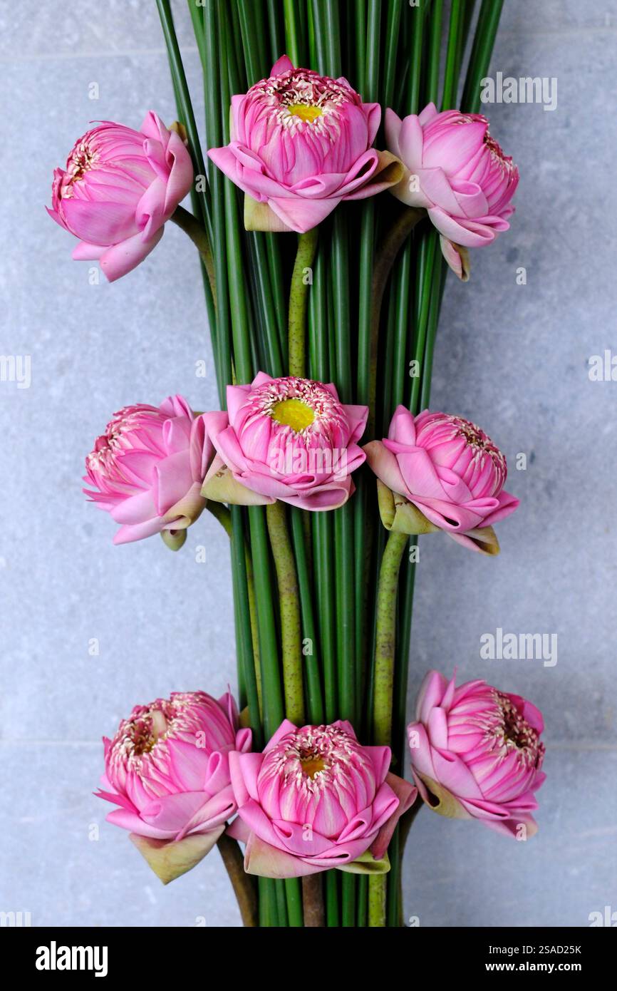 Lotus is compared to the cycle of birth, death and rebirth. Lotus ...