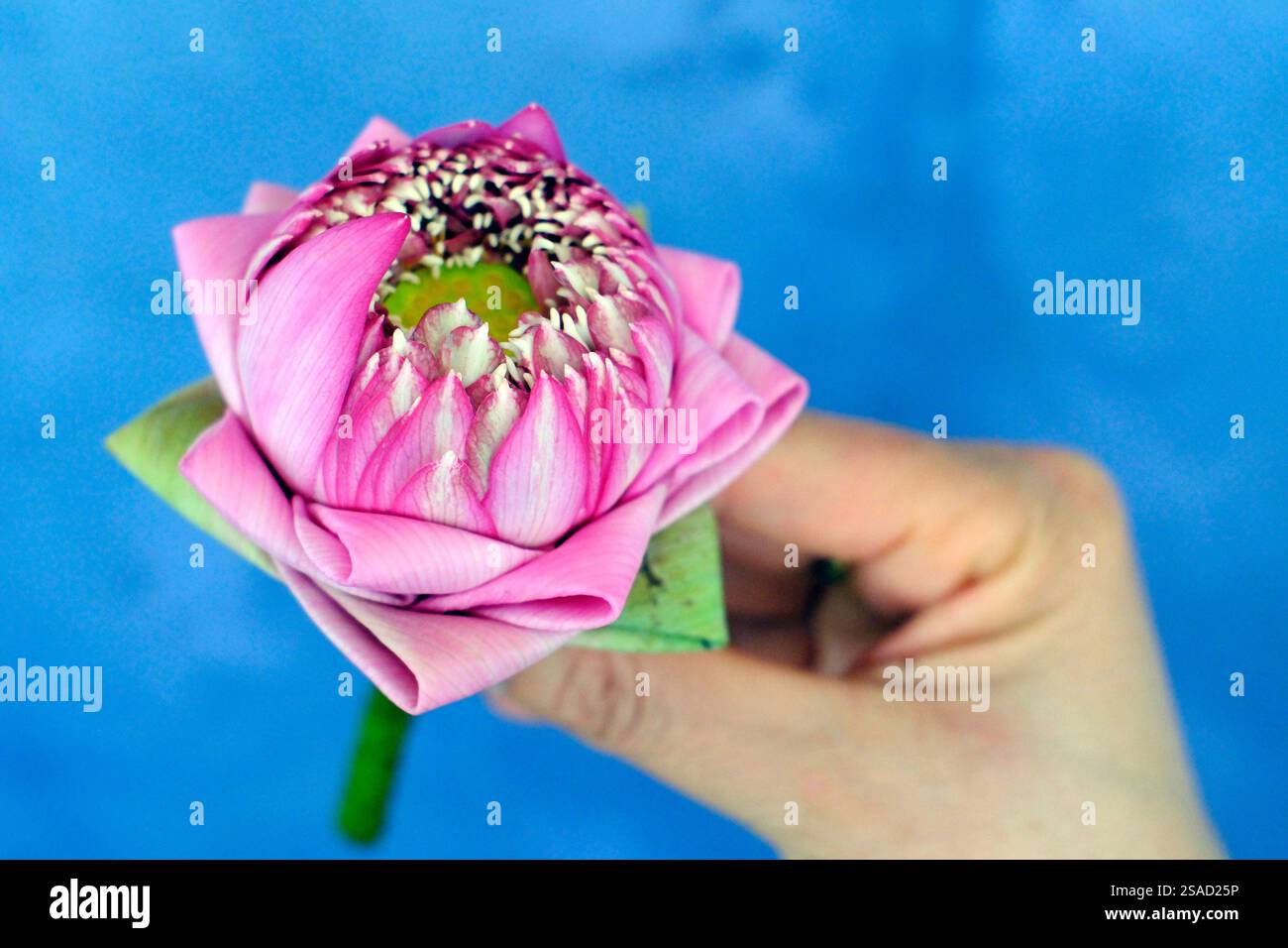 Lotus is compared to the cycle of birth, death and rebirth. Lotus ...