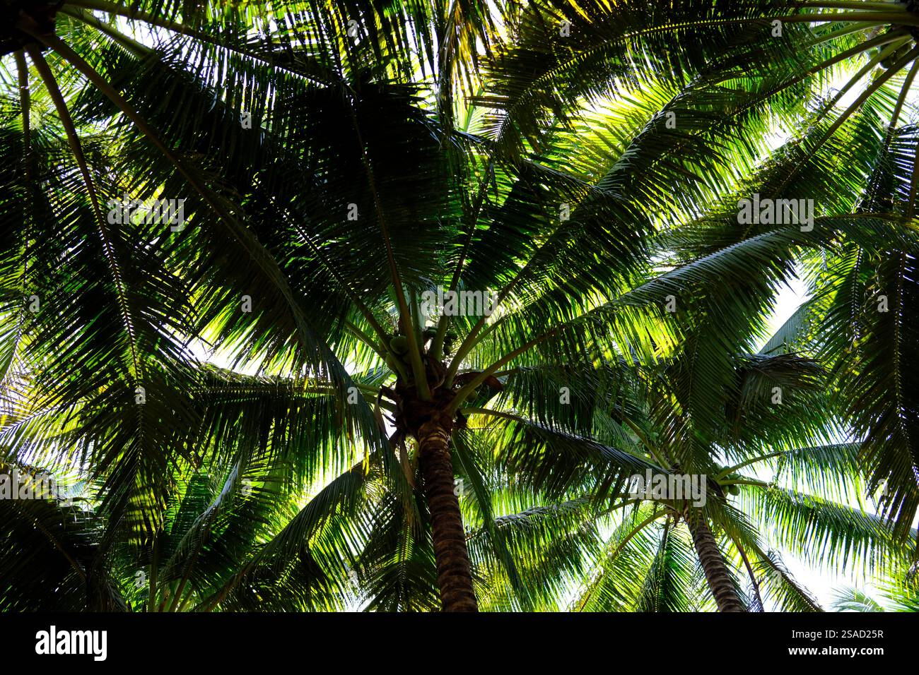 Coconut palm tree plantation. Tan Chau. Vietnam Stock Photo - Alamy