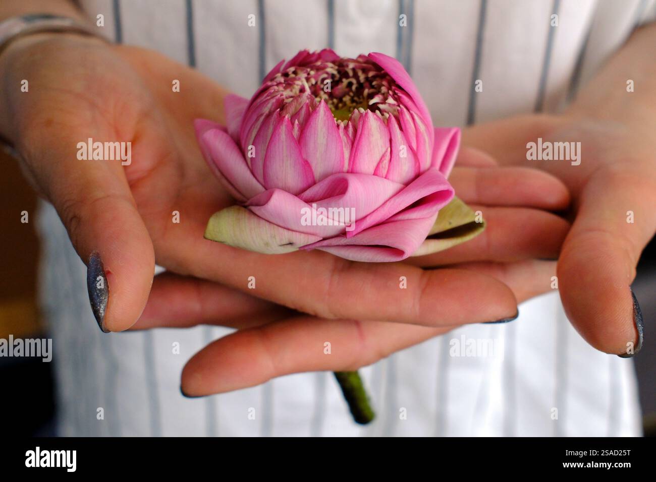 Lotus is compared to the cycle of birth, death and rebirth. Lotus ...