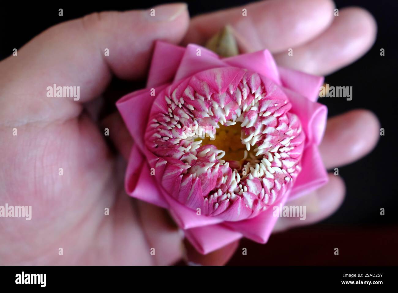 Lotus is compared to the cycle of birth, death and rebirth. Lotus ...