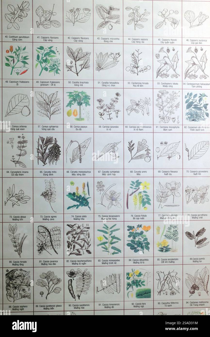 Fito Museum or museum of Vietnamese Traditionnal Medicine. Ho Chi Minh ...