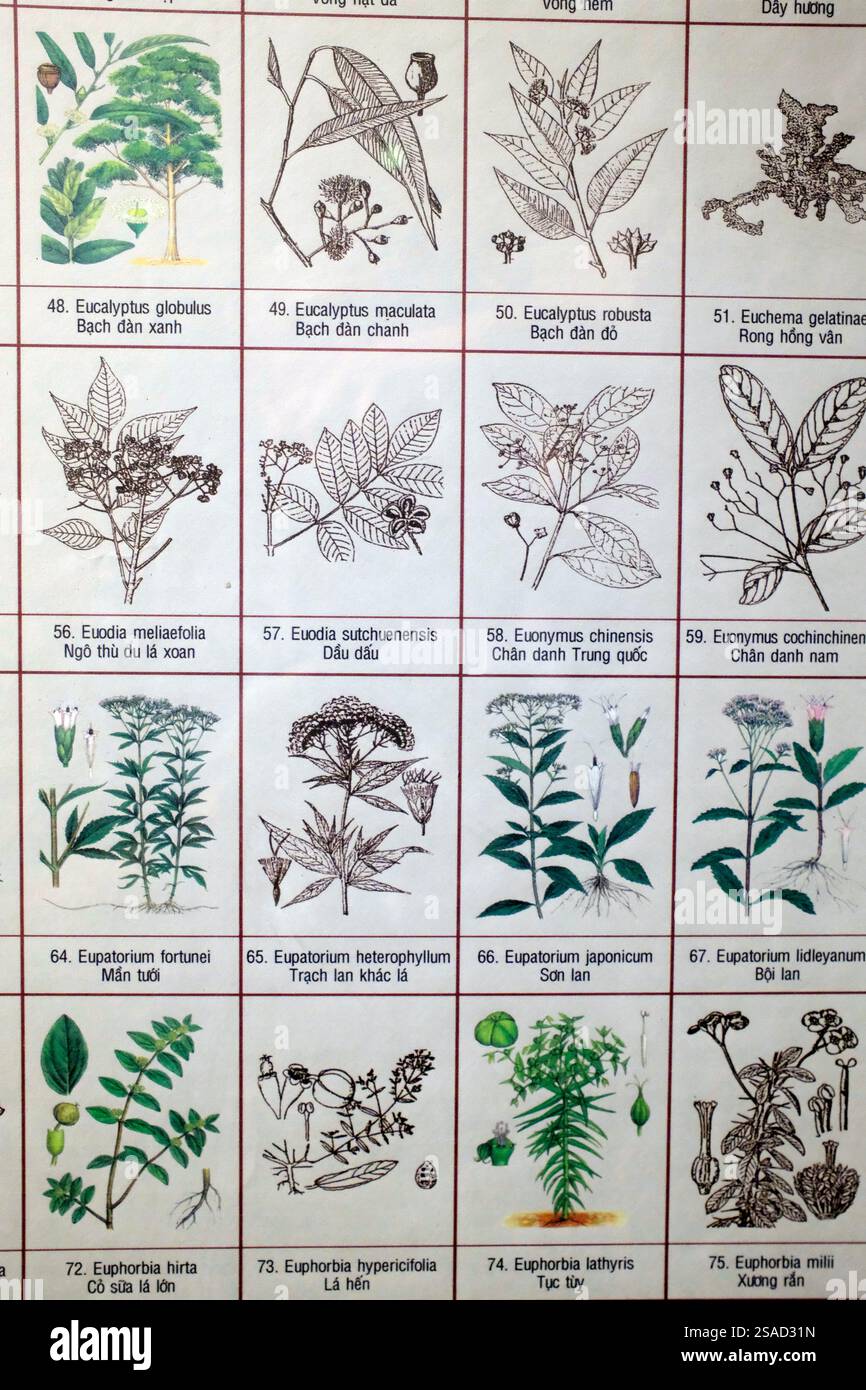 Fito Museum or museum of Vietnamese Traditionnal Medicine. List of ...