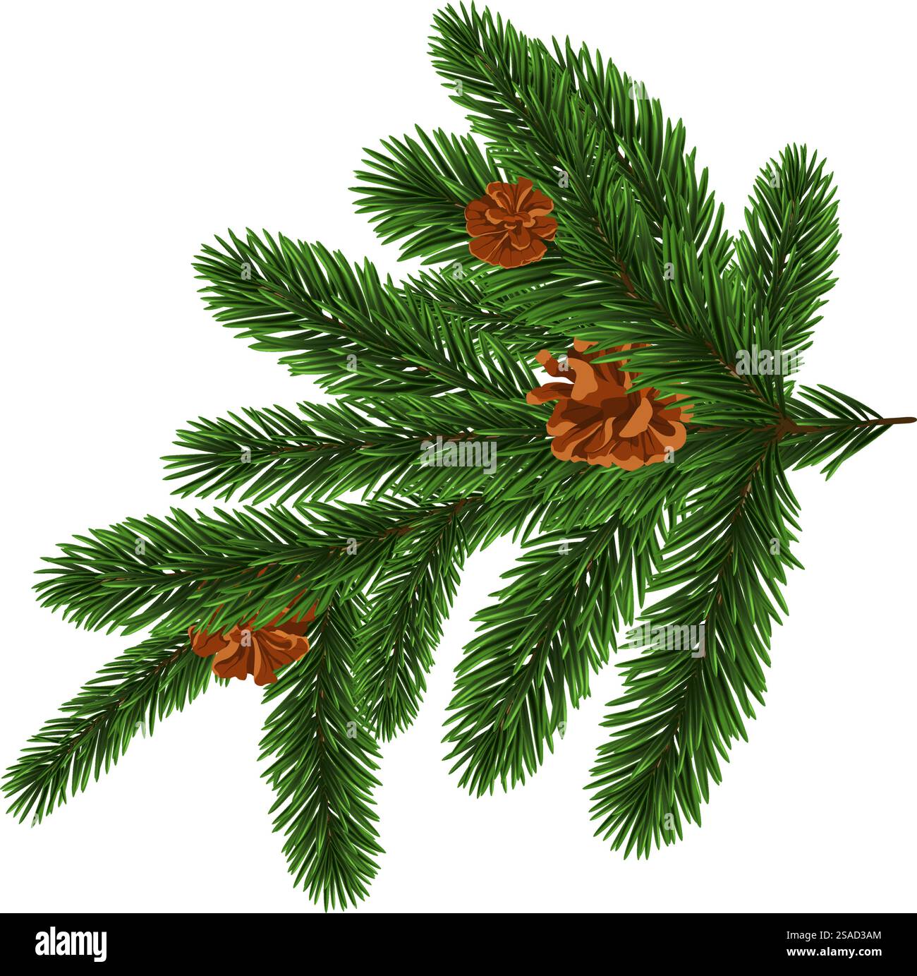 Green Christmas fir tree branch element. Vector illustration Stock ...