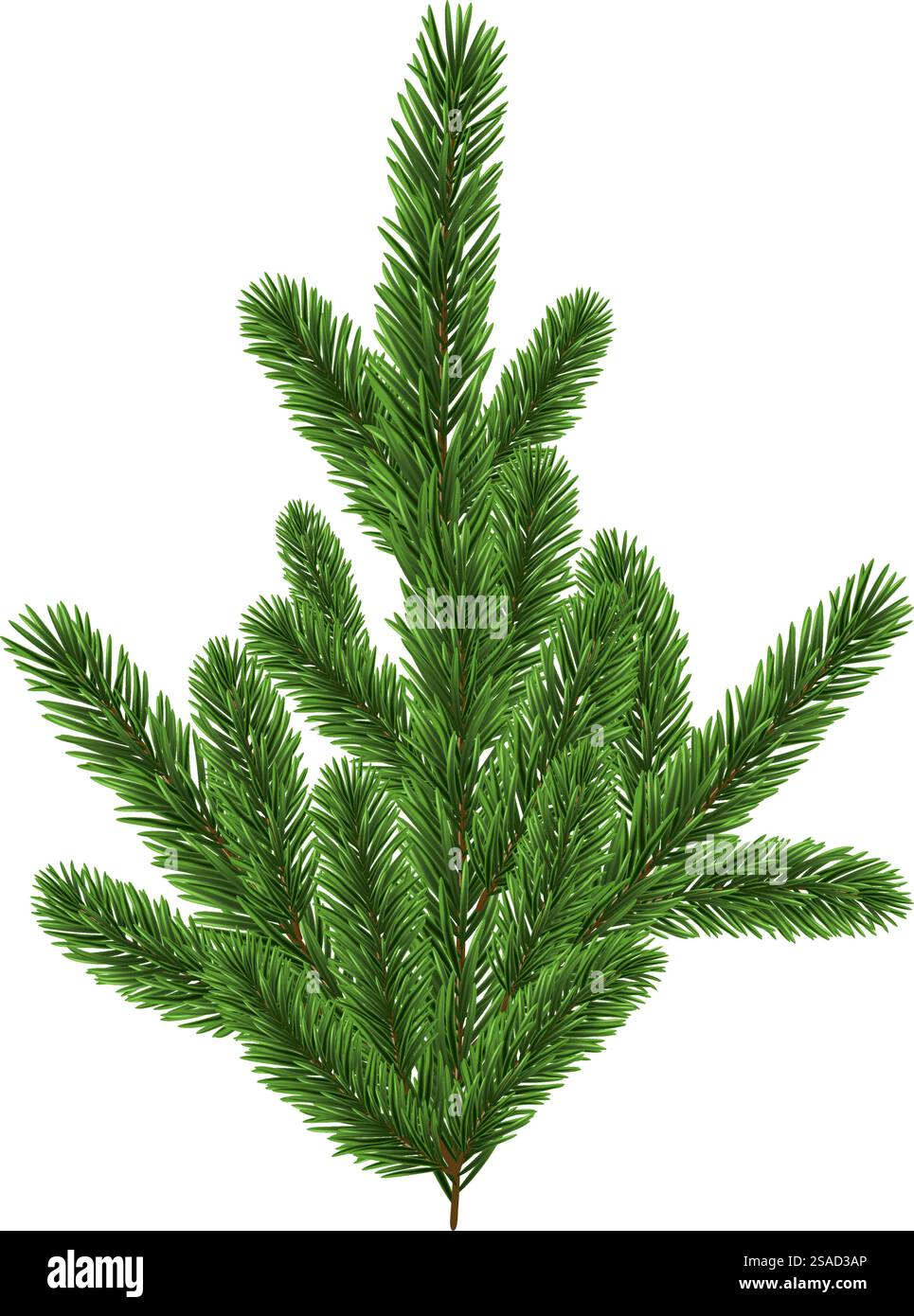 Green Christmas fir tree branch element. Vector illustration Stock ...