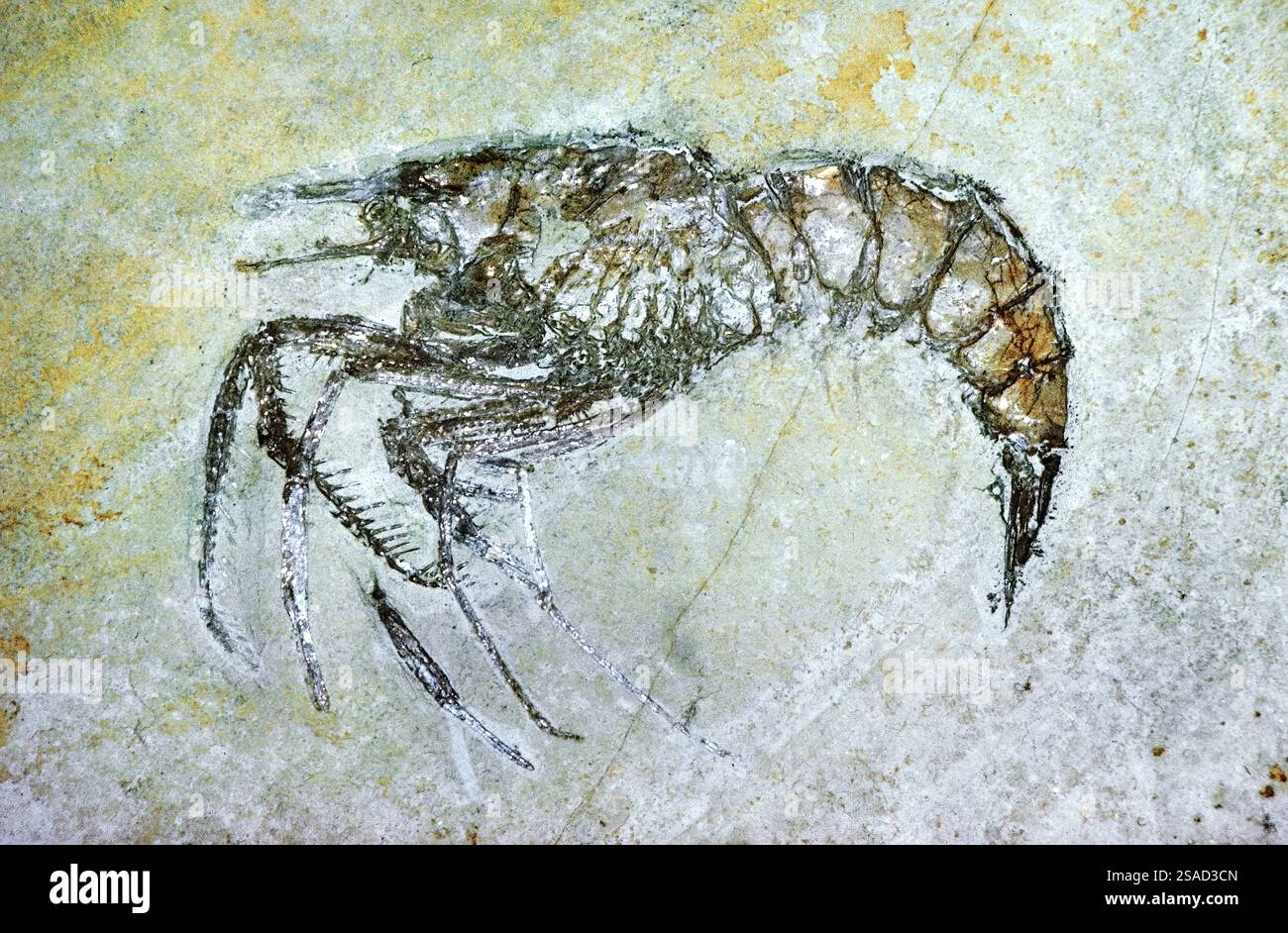 Aeger tipularius fossil, a Jurassic-era prawn preserved in Solnhofen ...