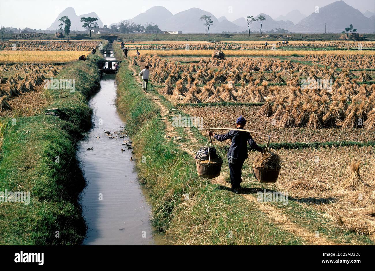 Rice farming in Guilin, China, Asia Stock Photo - Alamy