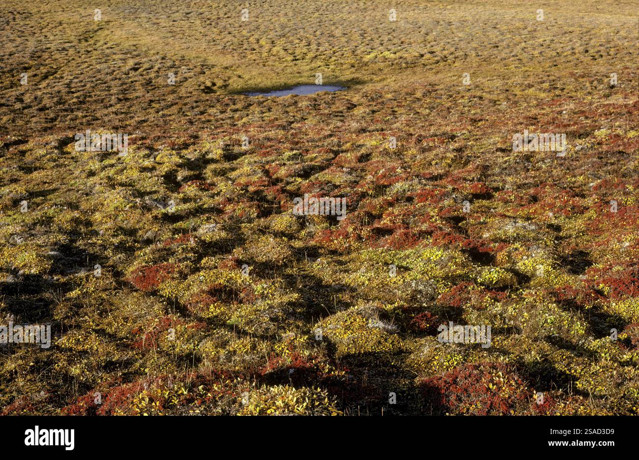 Tundra hummocks on Bylot Island near Baffin Bay, formed in a permafrost ...