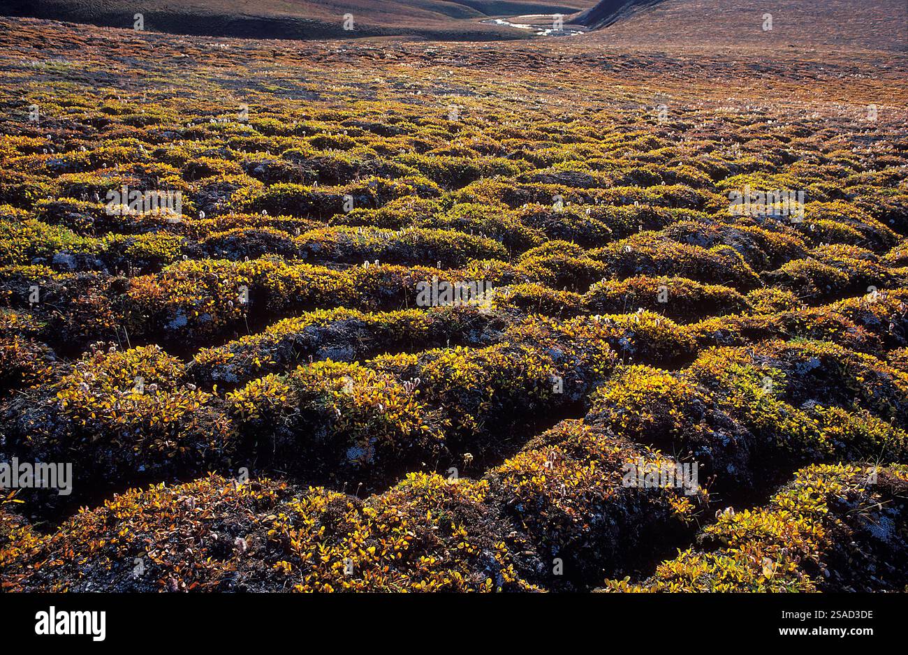 Tundra hummocks on Bylot Island near Baffin Bay, formed in a permafrost ...