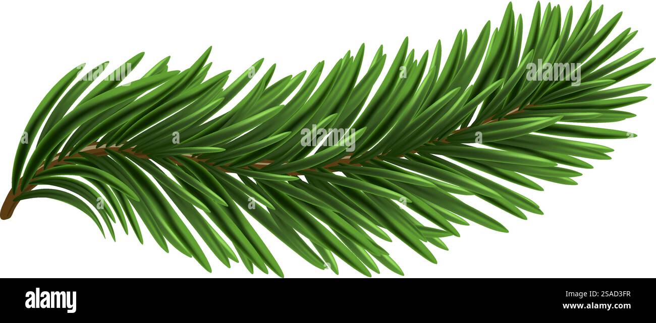 Green Christmas fir tree branch element. Vector illustration Stock ...