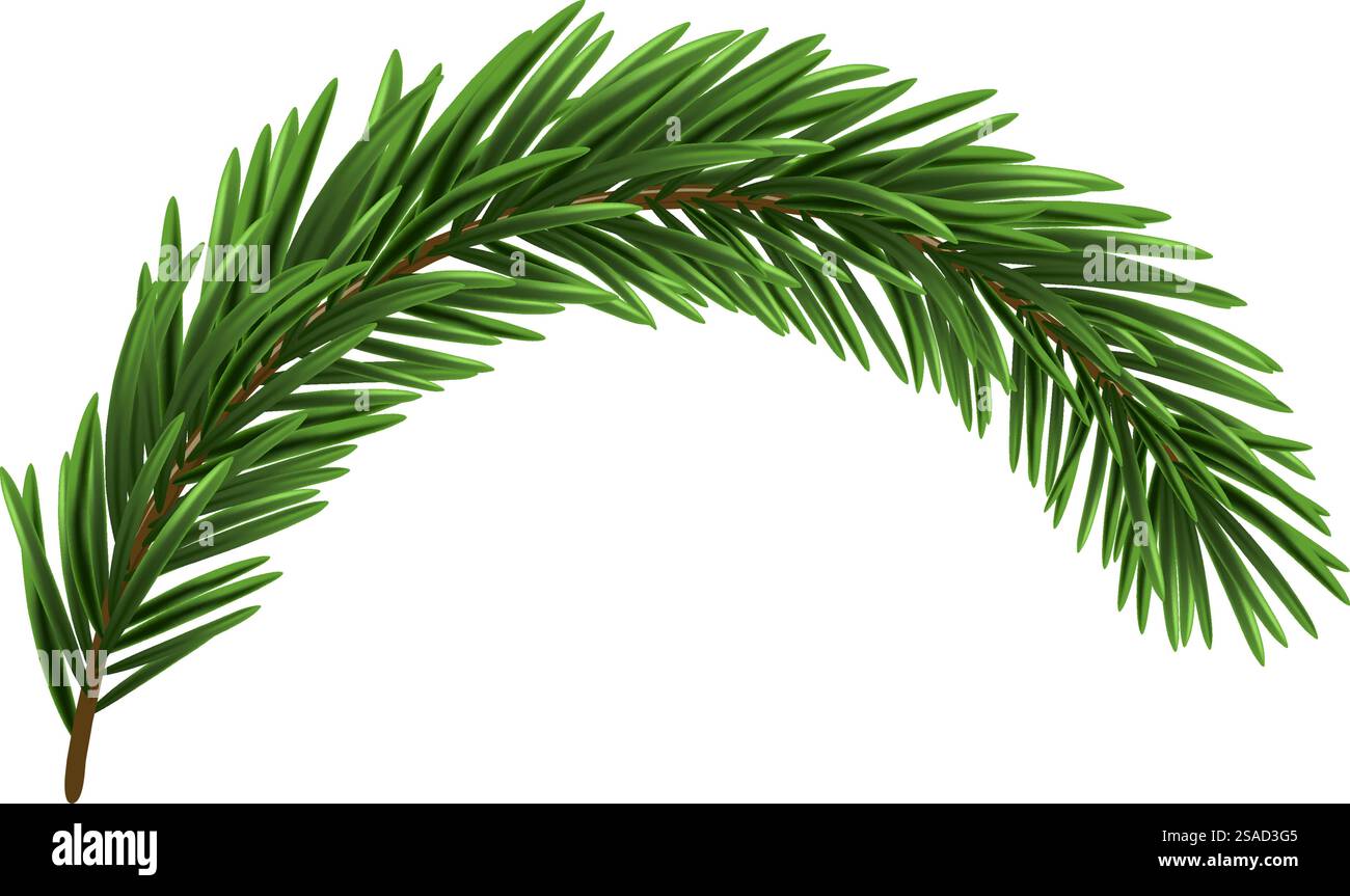Green Christmas fir tree branch element. Vector illustration Stock ...