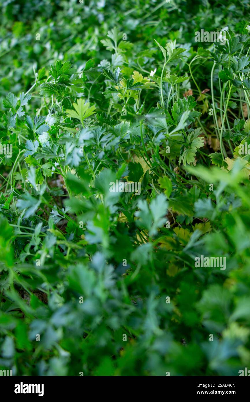 Local farmers preparing seedlings, Soil and Planting Crops for ...