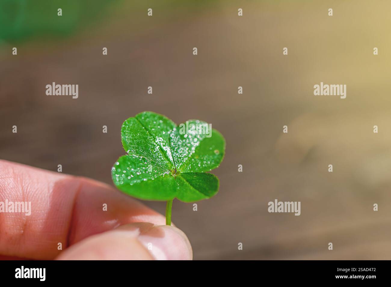 a child's hand holds a plucked green four-leaf clover, a symbol of good ...