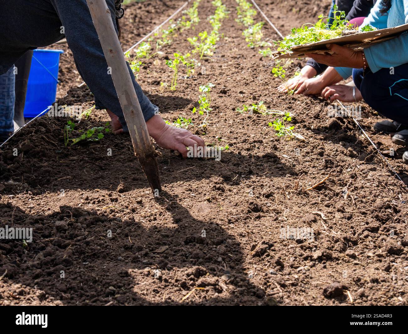 Local farmers preparing seedlings, Soil and Planting Crops for cultivation in a rural setting ...